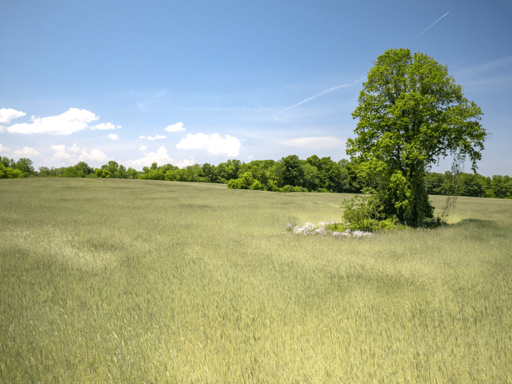 Cayuga Lake Conservation: 73 Acres Protected